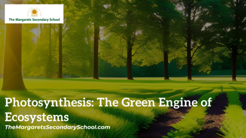 Photosynthesis: The Green Engine of Ecosystems | The Margaret's ...